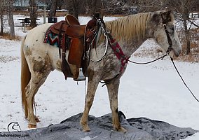 Walkaloosa Gaited Trail Gelding