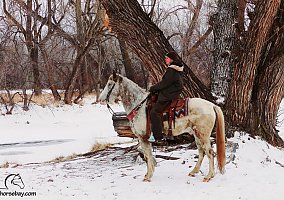 Walkaloosa Gaited Trail Gelding