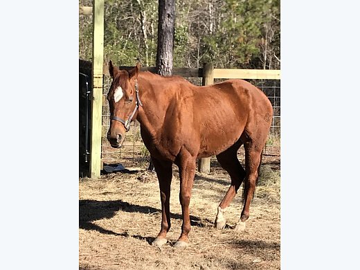 Gelding 7 Year-old