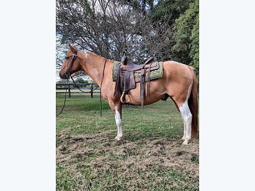 Handsome Paint Gelding