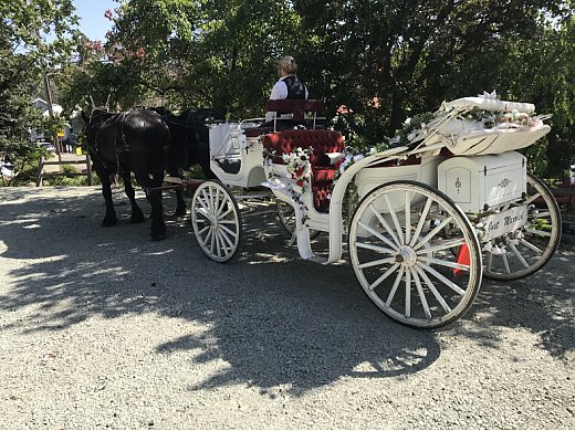 Percheron Gelding Team