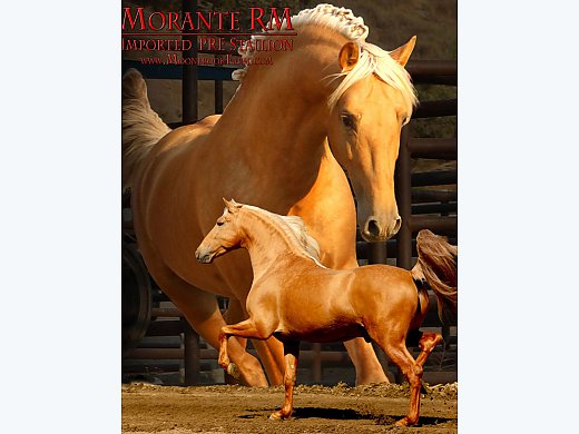 At Stud-Palomino PRE Stallion