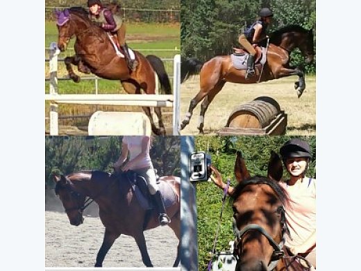 Beautiful Eventing, Jumping and Dressage WB Cross!