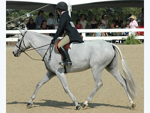 Large Hunter Pony For Sale