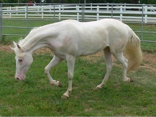 Affordable White Hanoverian Horse For Free Adoption
