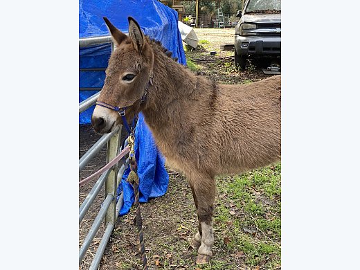 Miniature Mule