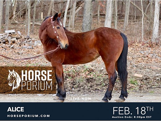 Stunning Percheron Cross