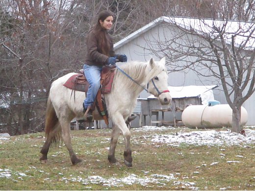 Grey Welsh Pony Mare