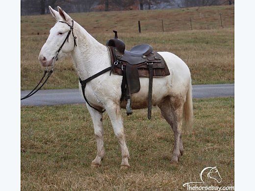 Trail Driving Hunting John Mule