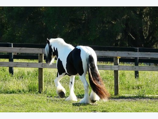 Blue Eyed Gypsy Stallion for Stud