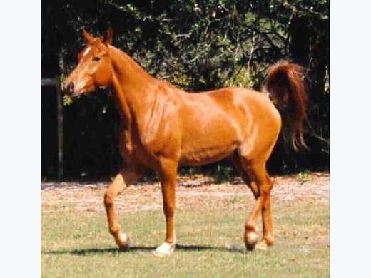 Chestnut Gelding - Gideon