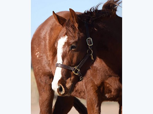 Bully Bullion, Dash Tafame