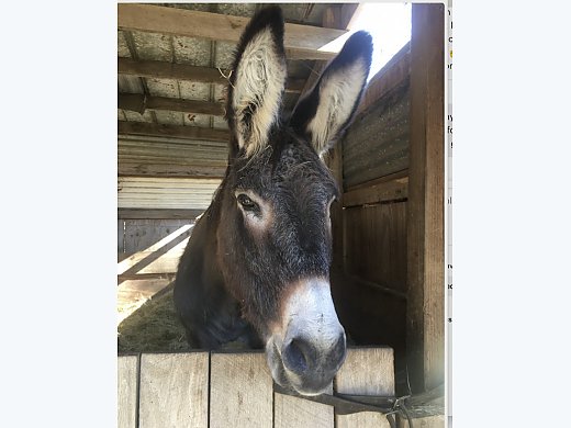 Jack Donkey (Ungelded)
