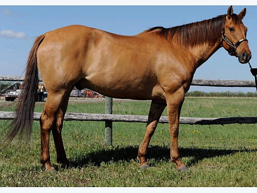 11YO Appendix AQHA Gelding
