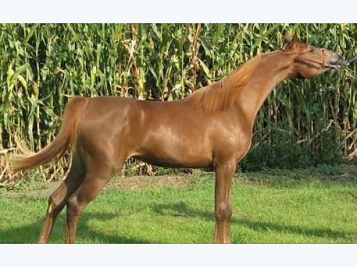 Beautiful Arabian Mare, Gold Star/Breeders Sweepstakes