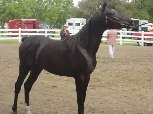 Straight Egyptian Stallion and Mare Package