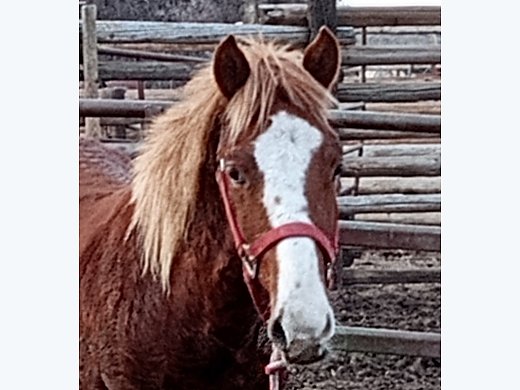 Gelding Pony