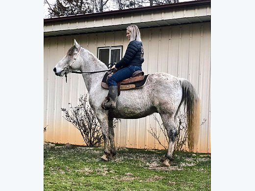 9YO Grey TWH Gelding
