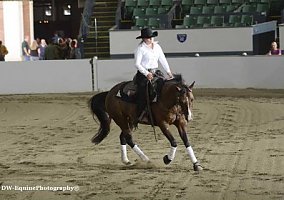 Great Youth/Beginner Reining Horse