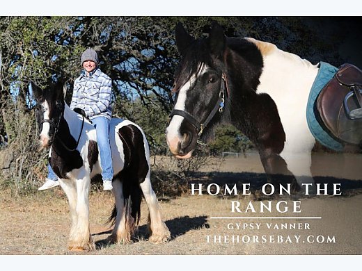 Piebald Gypsy Vanner Gelding