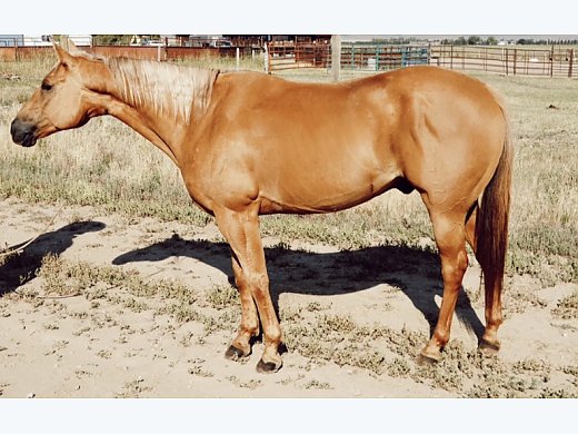 Ranch/Rope/Trail Gelding