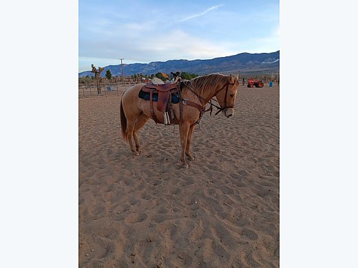 Champagne Appy Mare 15.0 Hands