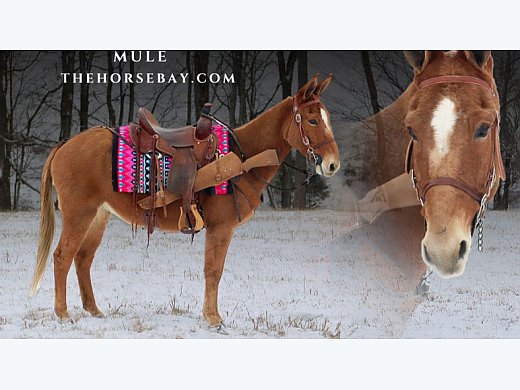 Red Dun John Mule