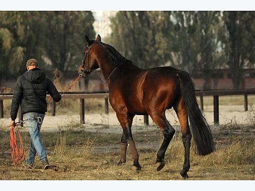 Stunning Oldenburg Gelding