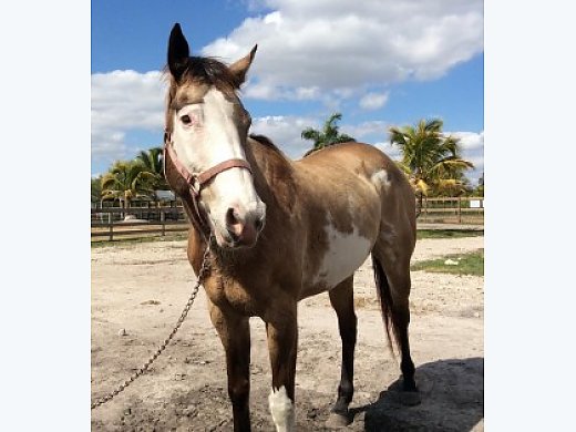 Registered Paint Mare