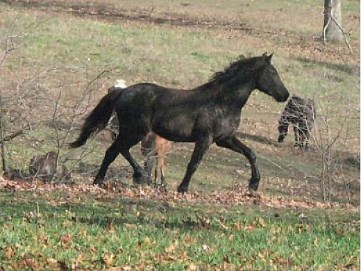 Olivia /Warlander 2 Year Filly