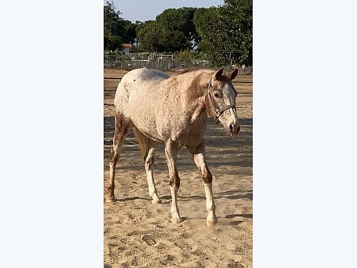13y.o. Cute Roan Appy Trail Mare