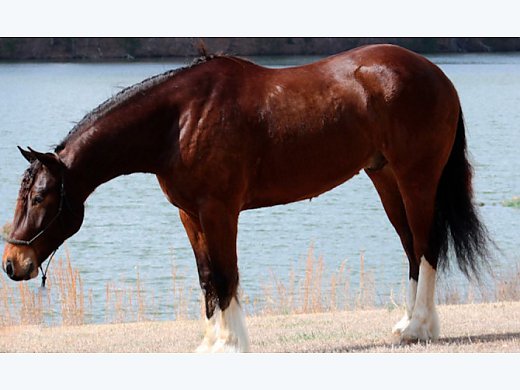 Quarter Shire Cross Gelding