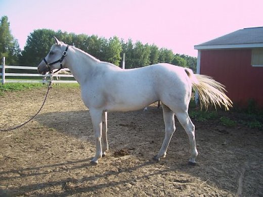 1998 – Dazzle ME Silver, Grey Overo Mare,