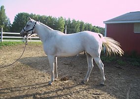 1998 – Dazzle ME Silver, Grey Overo Mare,