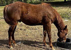 2023 AQHA Chestnut Colt