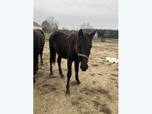 Friesian/Arabian Yearling Filly