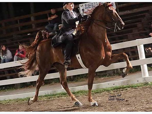 5 Gaited Gelding