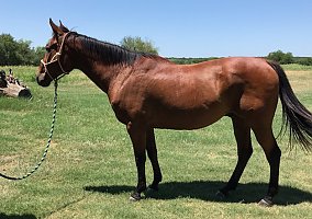 BAY Quarter Horse Gelding