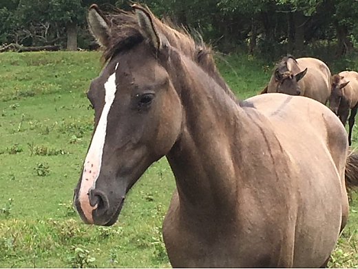 Dun Nokota Stud Colt