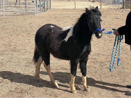 AMHR/Aspa 11 mo Pinto Colt