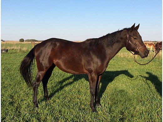 Bay AQHA Mare for Sale
