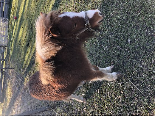 Mini Horse Weanling