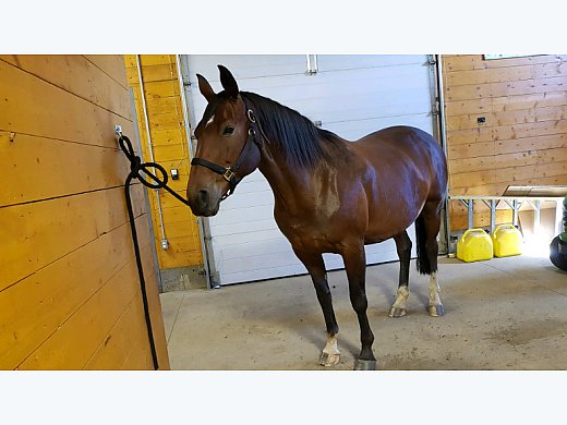 2010 Donner Bube Mare for Sale.