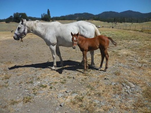 Reg. Appy Mare