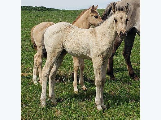 AQHA, APHA, Ibha, Foundation