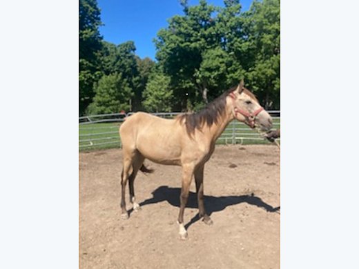 Doc’s Cisco A Buckskin Project