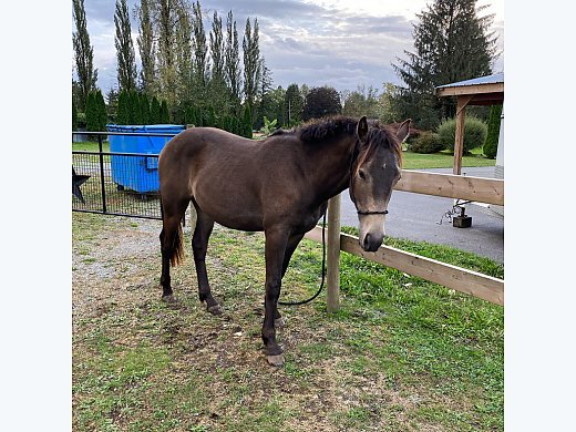Draft Cross Quarter/Percheron