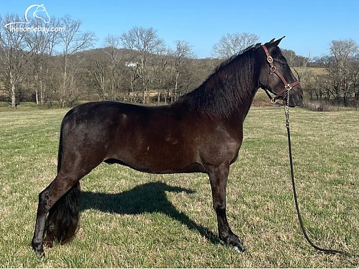 Tennessee Walker Trail Show