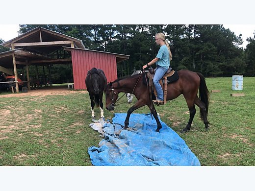 American Quarter Horse for Sale