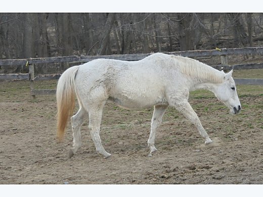 Appendix QH as Companion